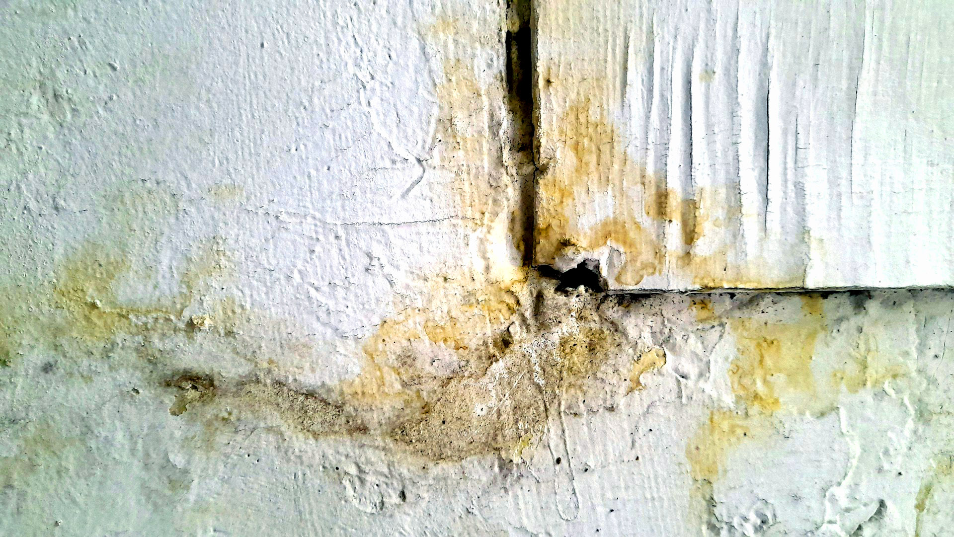Preventing and Addressing Bathroom Mold Caused by Plumbing Leaks ...